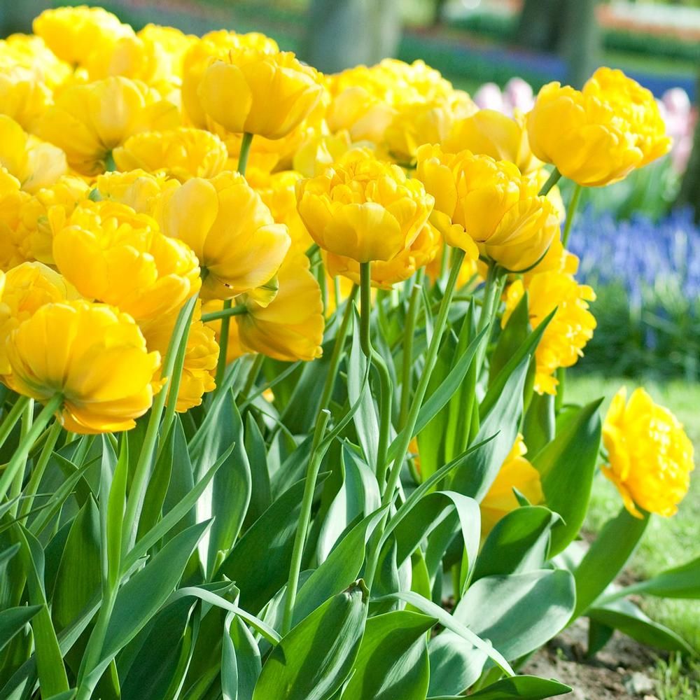 Тюльпан Yellow Pomponette • купити Тюльпан Yellow Pomponette за ціною ...